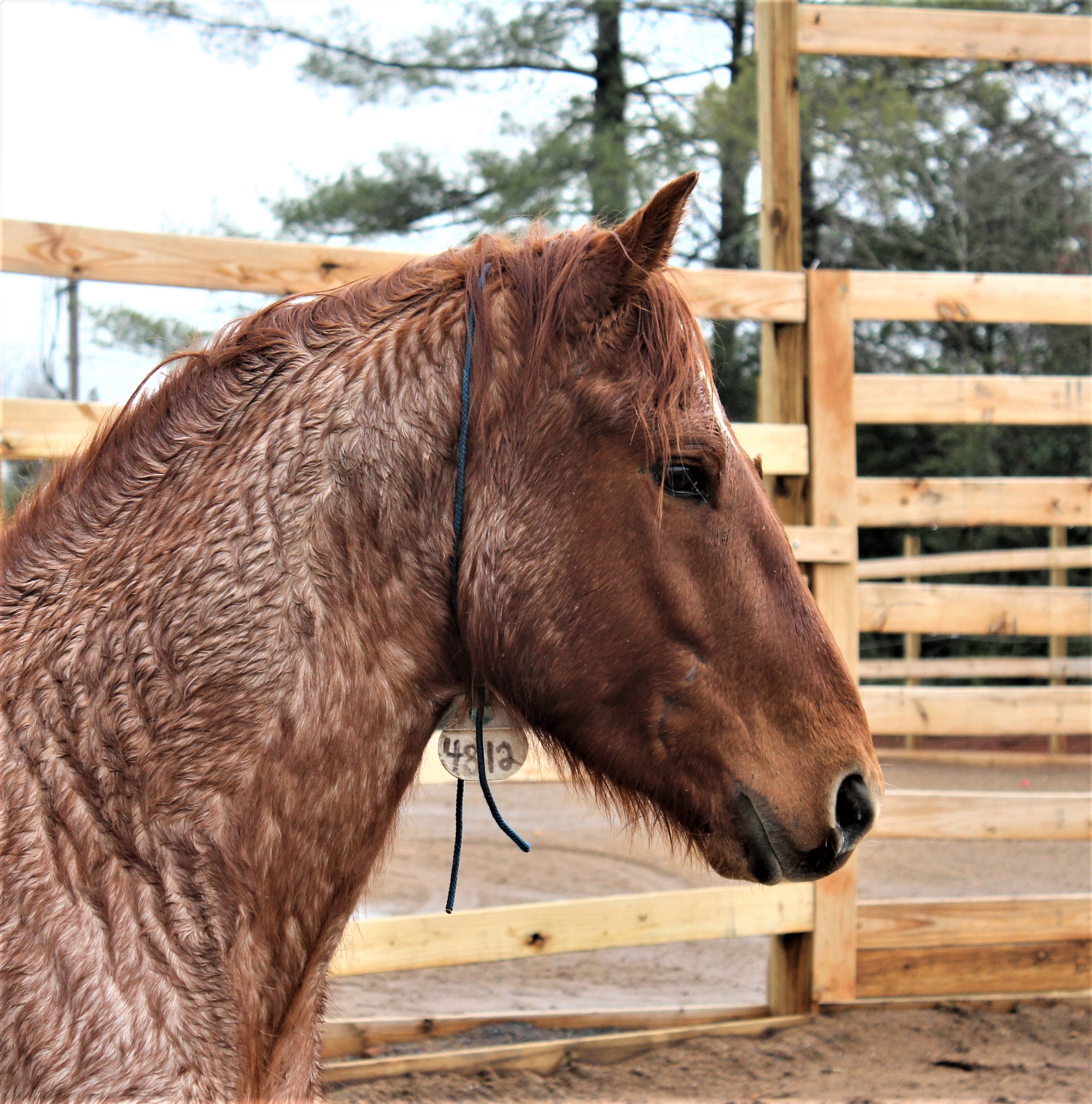 Extreme Mustang Makeover